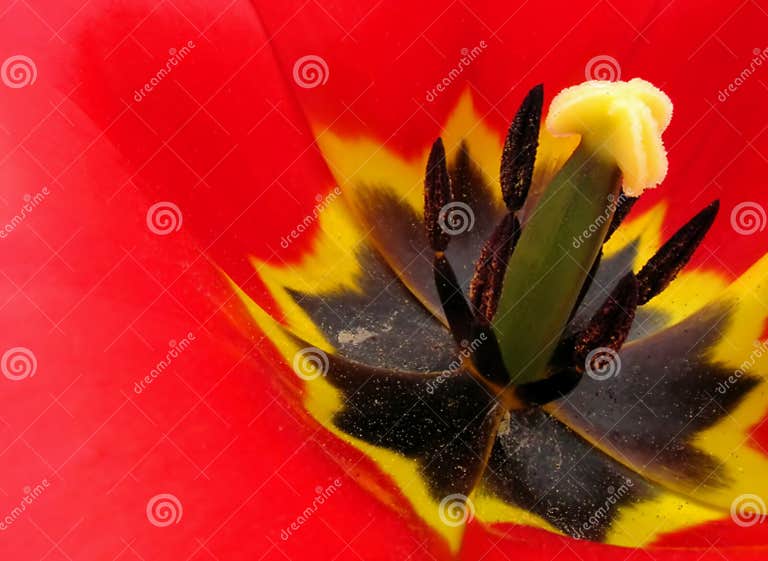 Close-up of Red Tulip Flower Stock Image - Image of ovaries, capsule ...