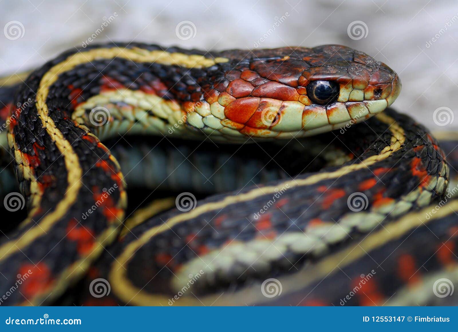 A Close Up of a Red Valley Garter Snake Stock Image - Image of black ...