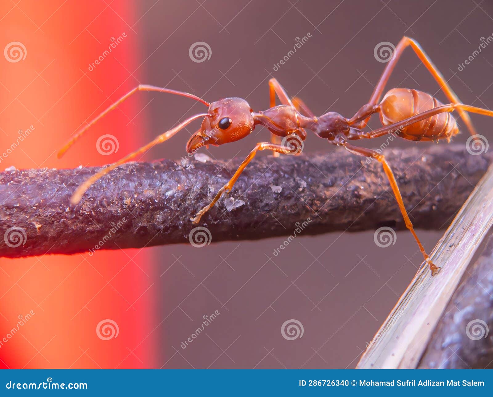 Close Up of a Red Weaver Ant. Stock Photo - Image of ants, small: 286726340