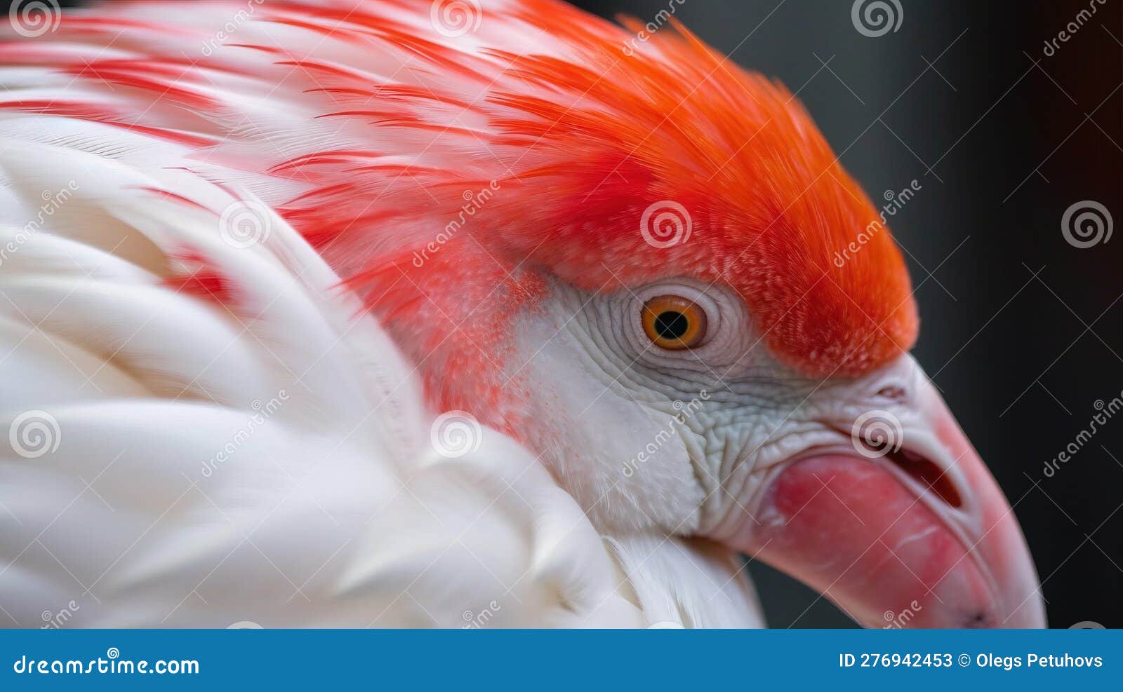 A Close Up of a Red and White Bird with a Long Beak Stock Illustration ...