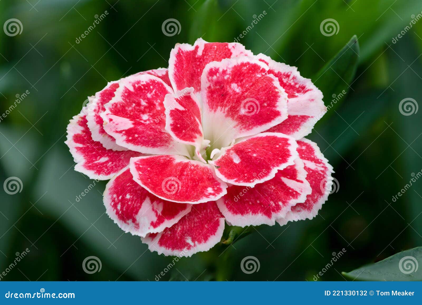 Dianthus stock photo. Image of botany, outdoor, gardening - 221330132