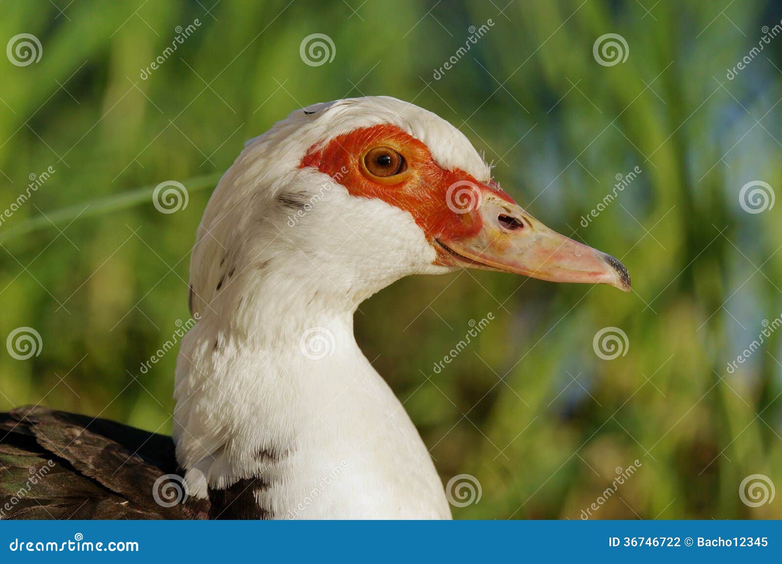 Close Up of Red White Head of Duck Stock Photo - Image of pose, field ...