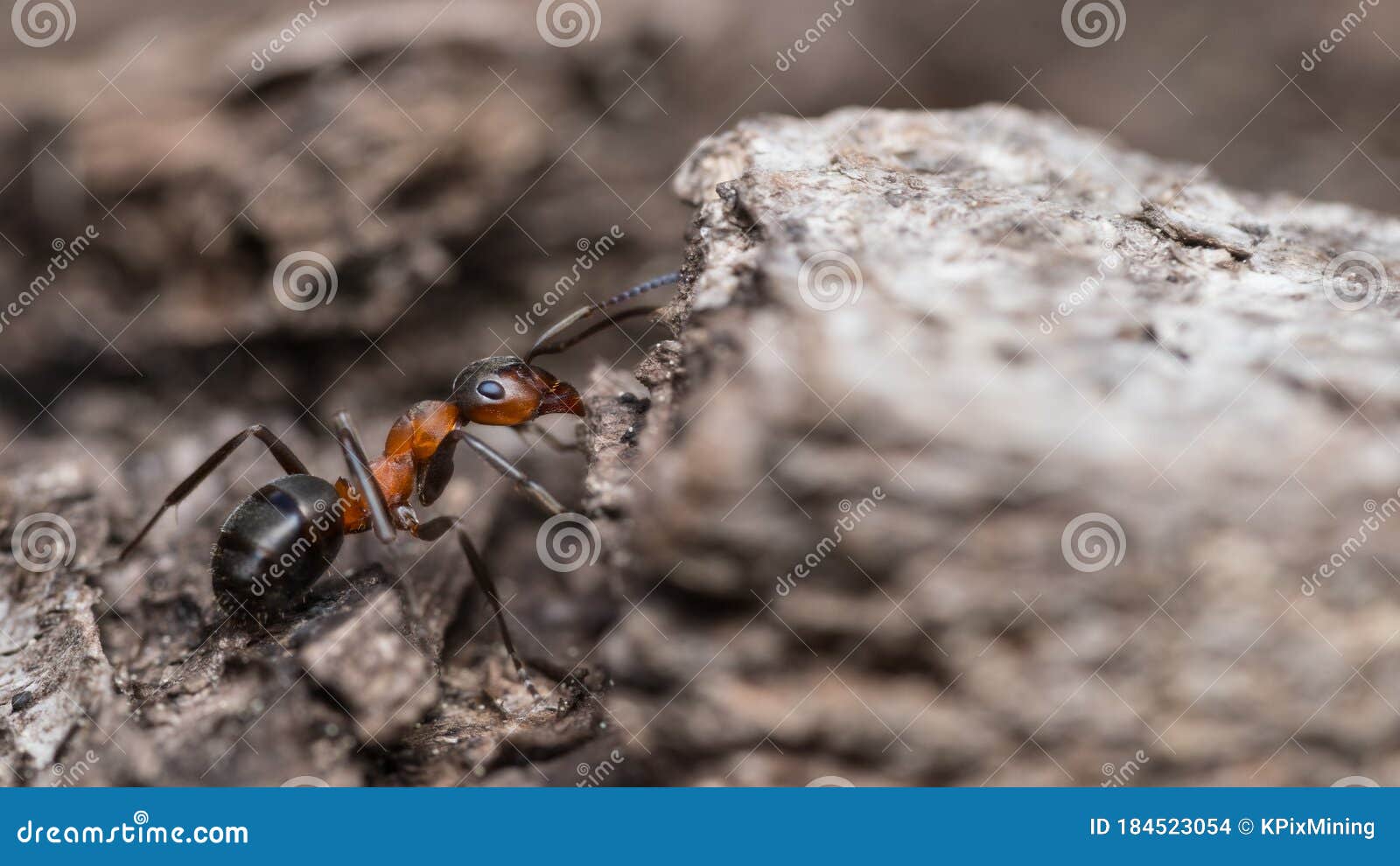 Close-up of Red Wood Ant Worker Profile on Tree Bark. Formica Rufa ...