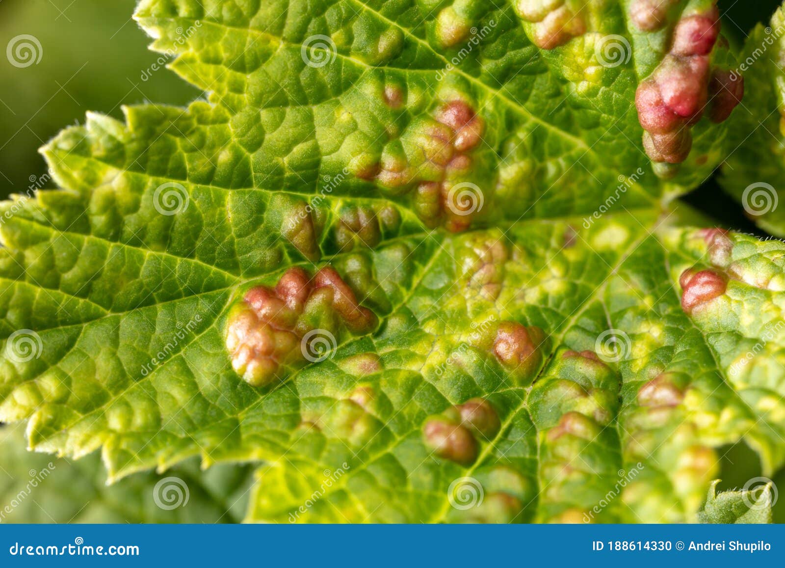 Close-up of a Red Wound on a Green Leaf from a Biting Aphid on Nature ...