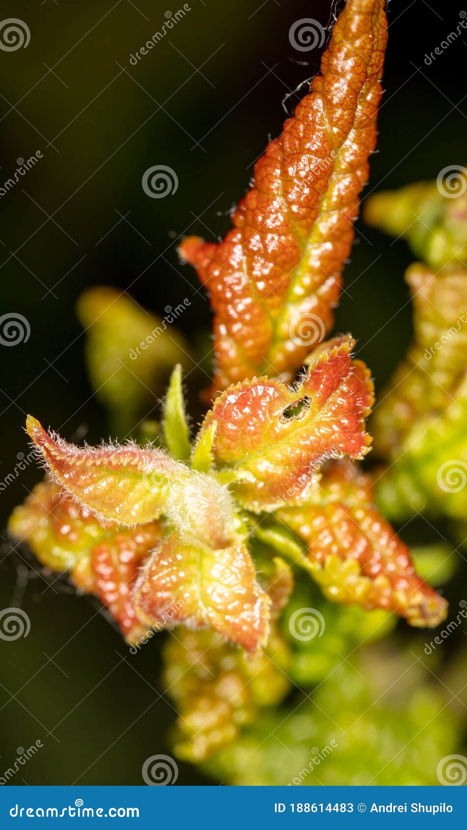 Close-up of a Red Wound on a Green Leaf from a Biting Aphid on Nature ...
