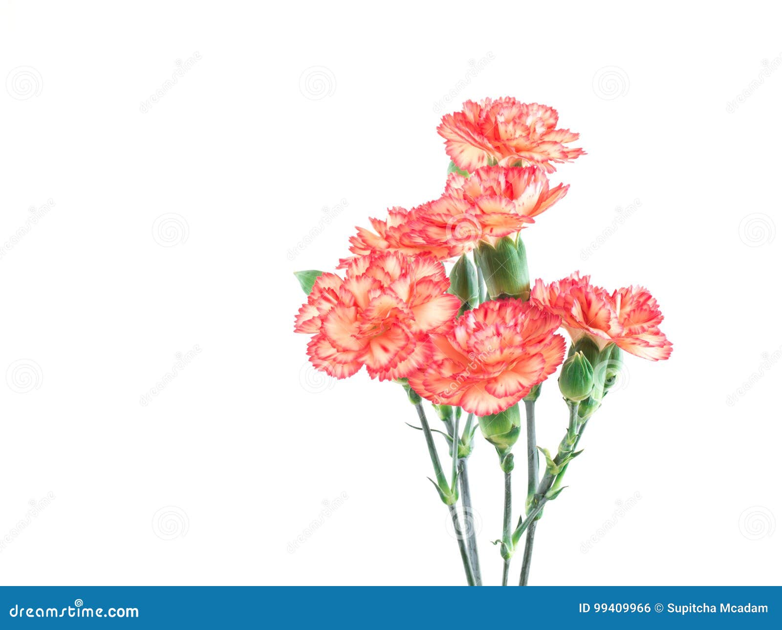 Close Up of Carnations on White Background. Stock Photo - Image of ...