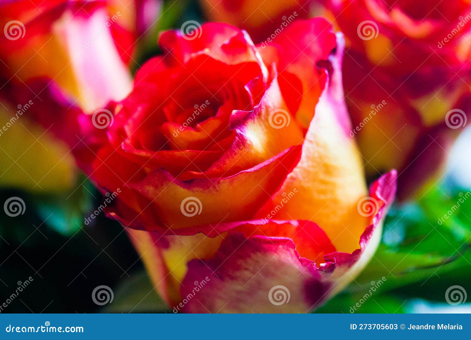 Close Up of Red and Yellow Roses. Red and Yellow Roses Stock Image ...