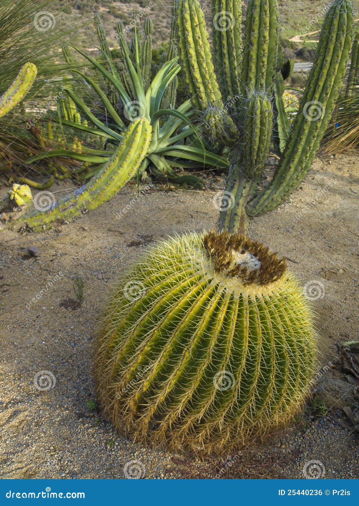 Close-up redondo do cacto foto de stock. Imagem de paisagem - 25440236