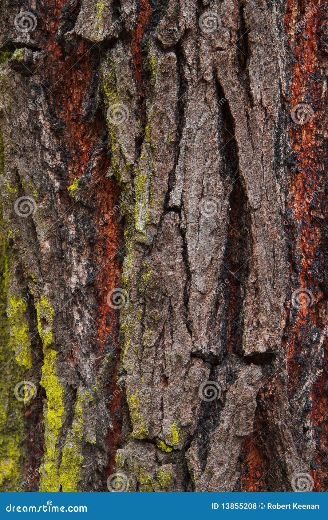 Close up redwood bark stock photo. Image of giant, spring - 13855208