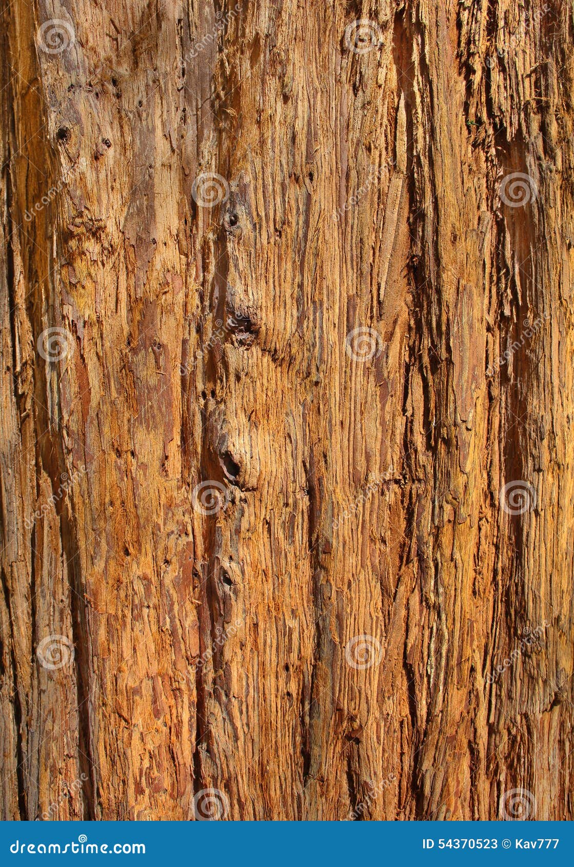 Close Up Of Redwood Bark For Background Royalty-Free Stock Photography ...