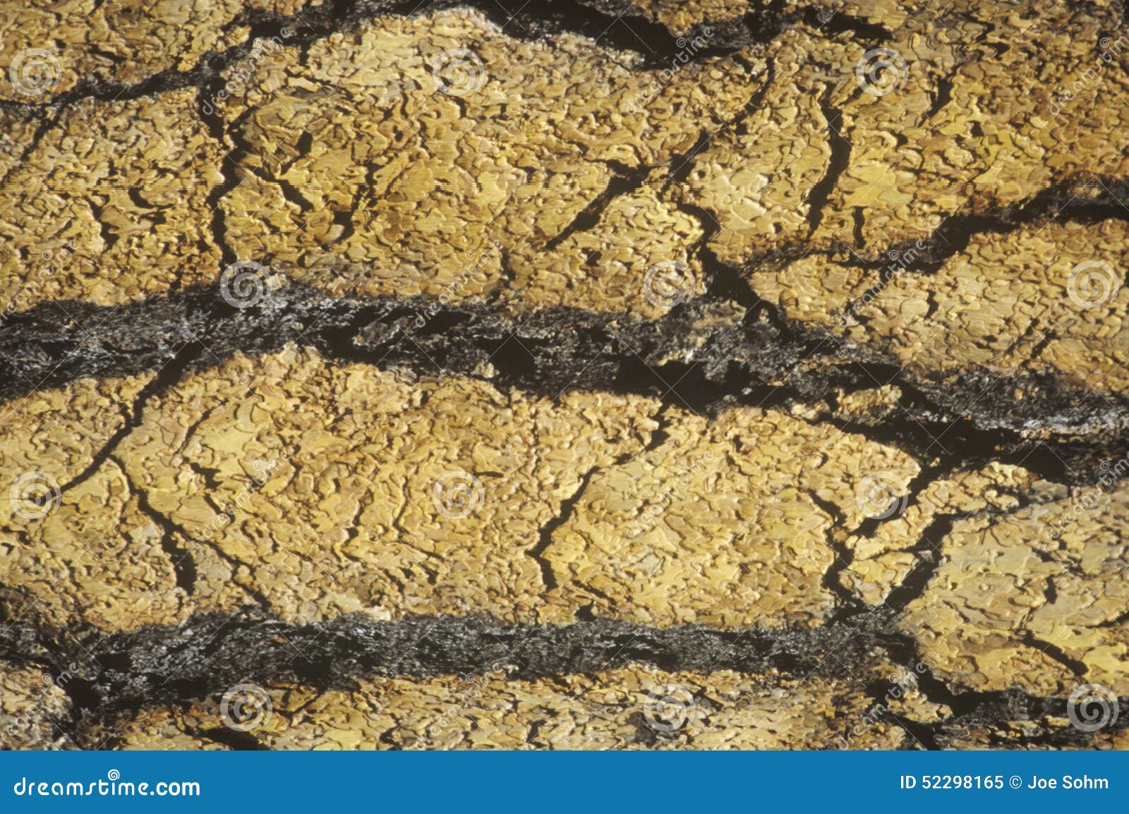 A Close-up of Redwood Bark Texture Stock Image - Image of industry ...