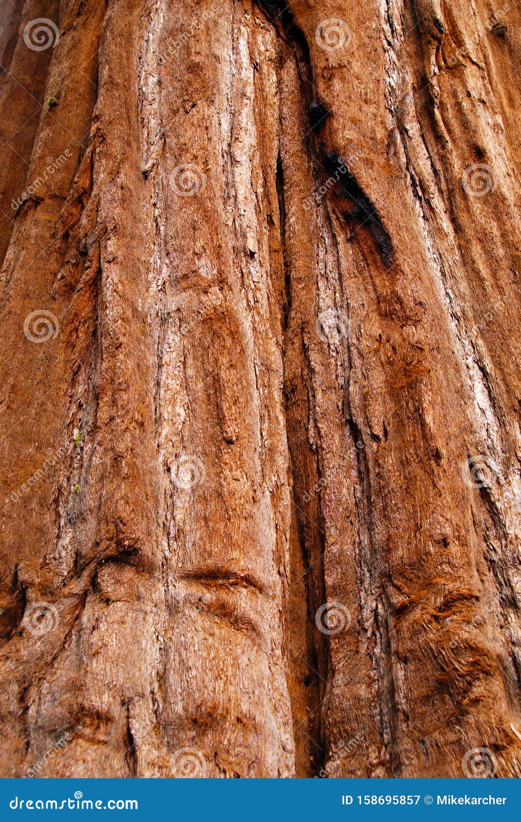 Close-up on Redwood Trunk and Bark Stock Image - Image of macro, brown ...