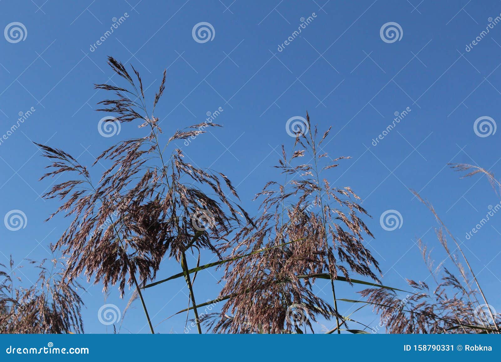 Close Up of Reed in Front of Blue Sky Stock Image - Image of horizon ...