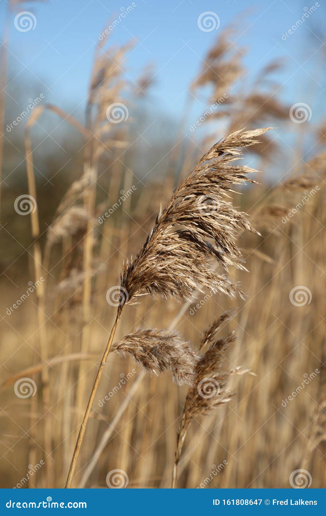 Close-up of reed plume stock image. Image of natural - 161808647