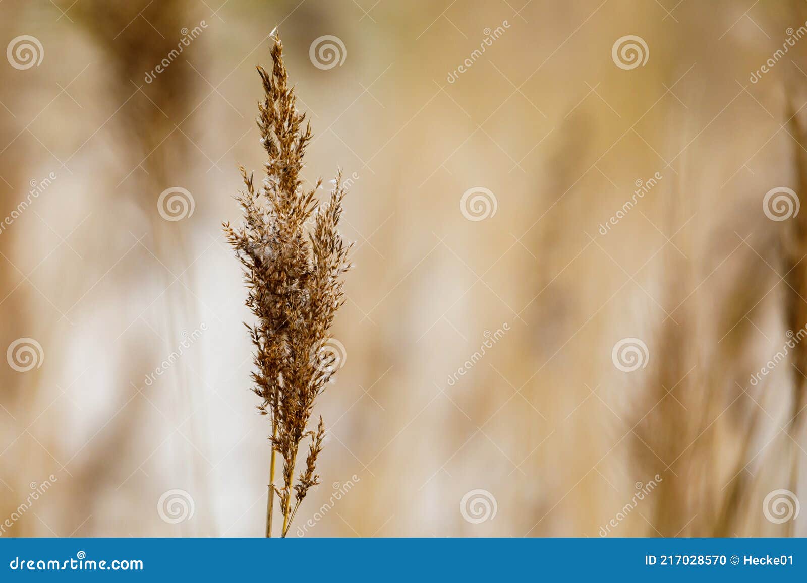 Close Up of Reed in the Wind Stock Photo - Image of grain, agriculture ...