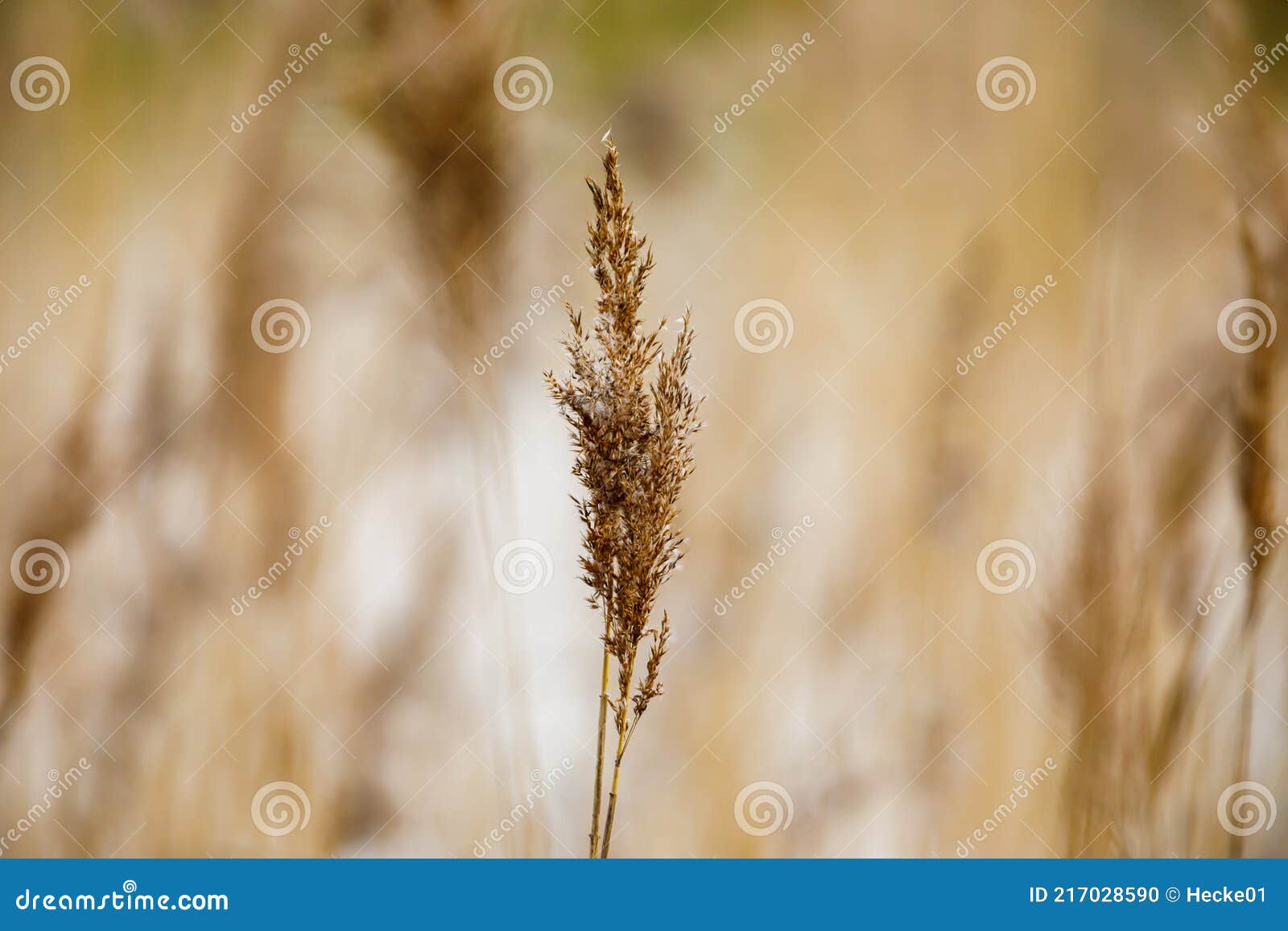 Close Up of Reed in the Wind Stock Photo - Image of brown, closeup ...