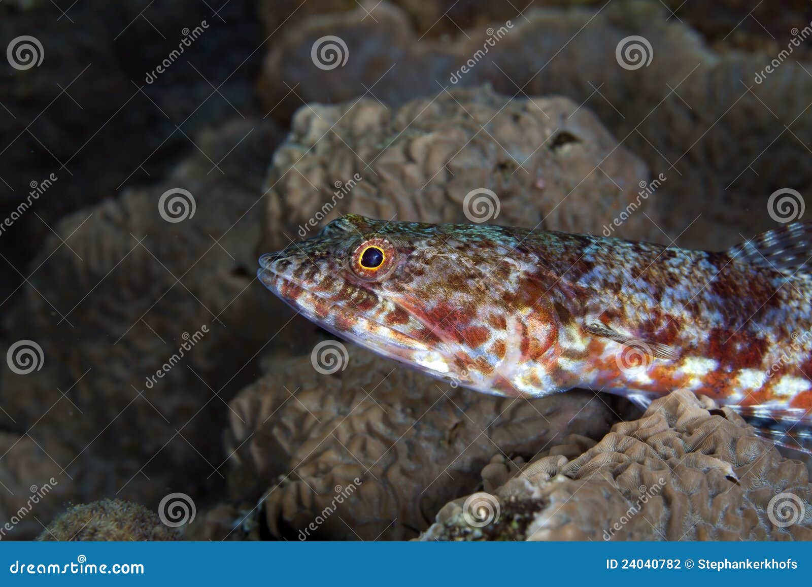 Close-up of a Reef Lizardfish (synodus Variegatus). Stock Photo - Image ...