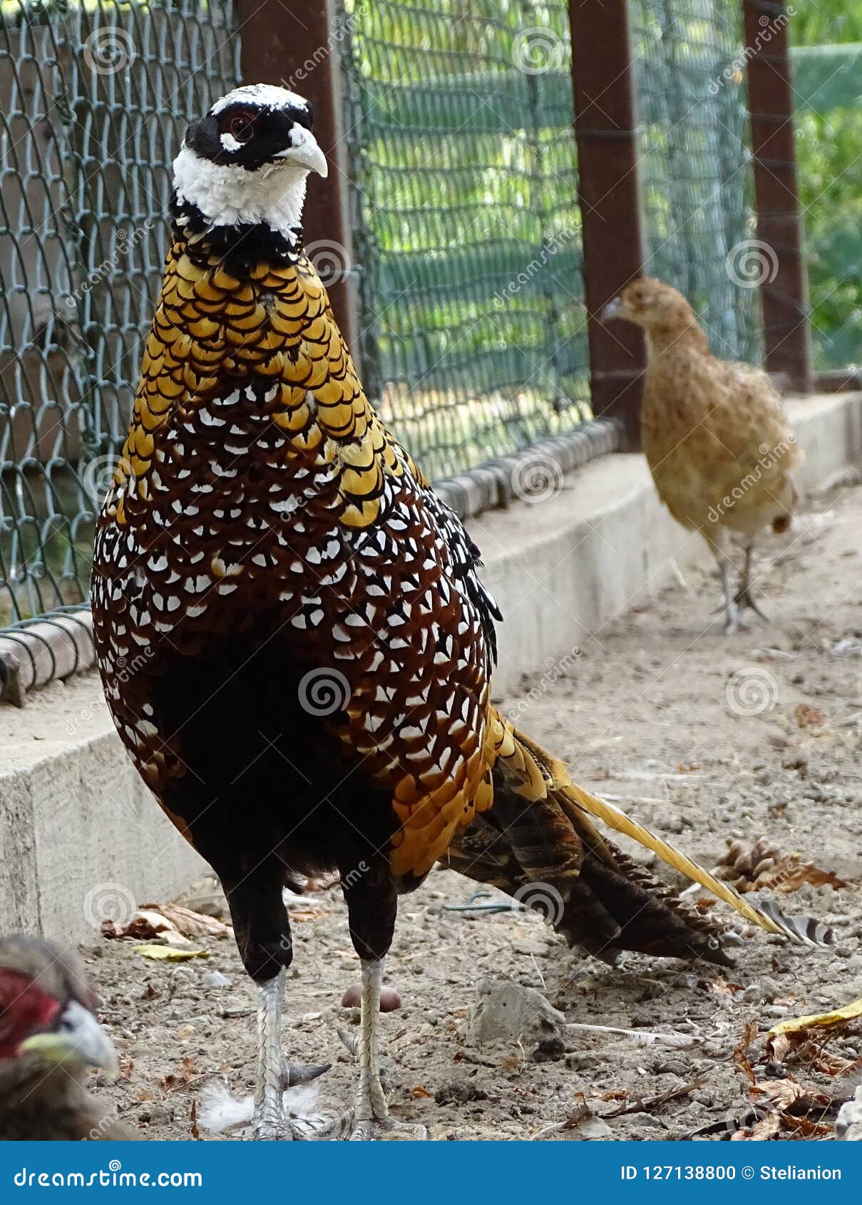 Close Up of Reeve`s Pheasant - Pheasant Chinese Endangered Stock Photo ...