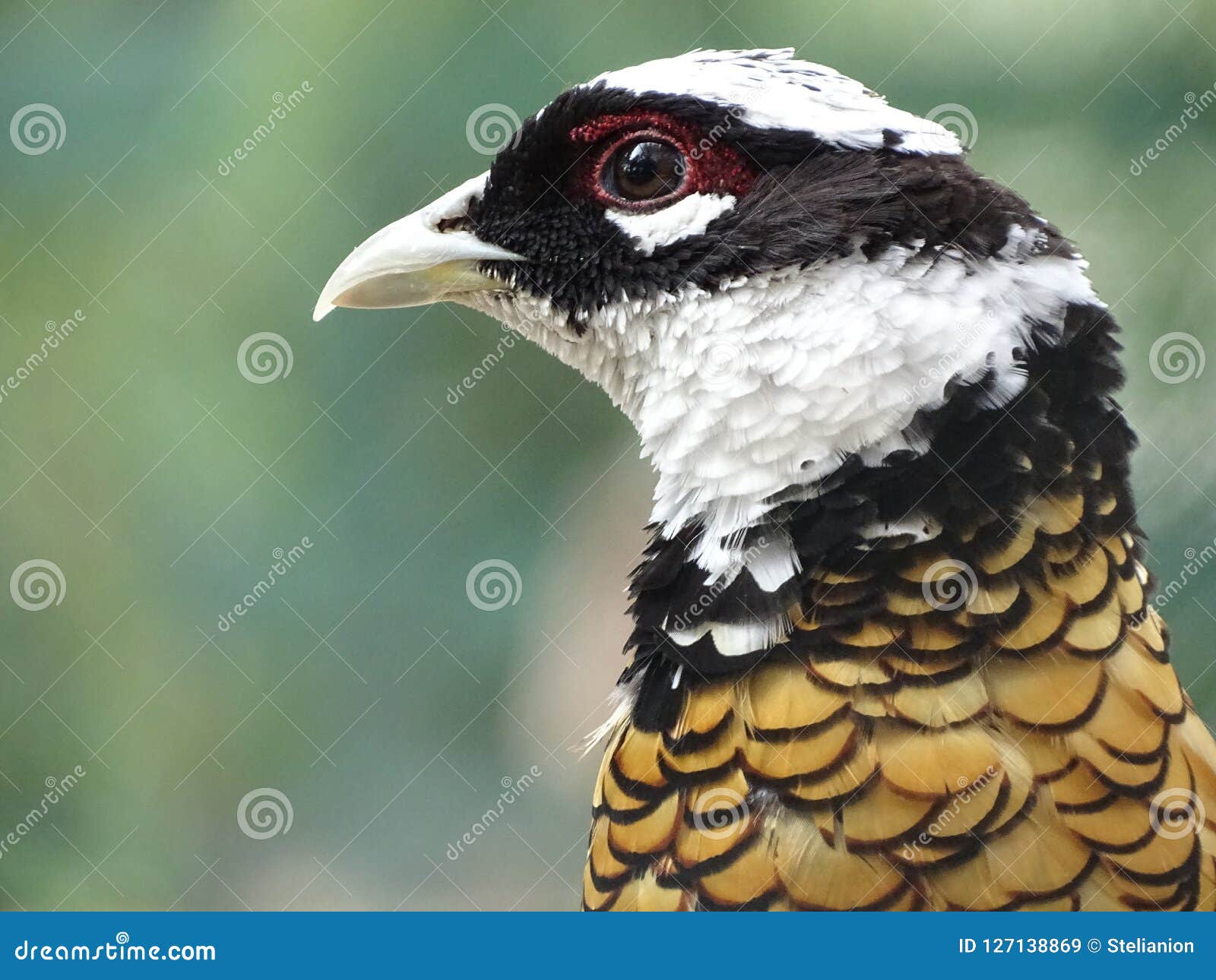 Close Up of Reeve`s Pheasant - Pheasant Chinese Endangered Stock Image ...