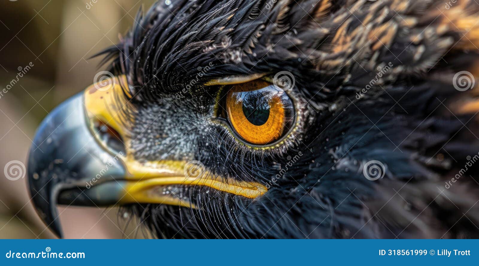 Close-up of a Regal Bald Eagle S Eye, Capturing Its Piercing Gaze and ...