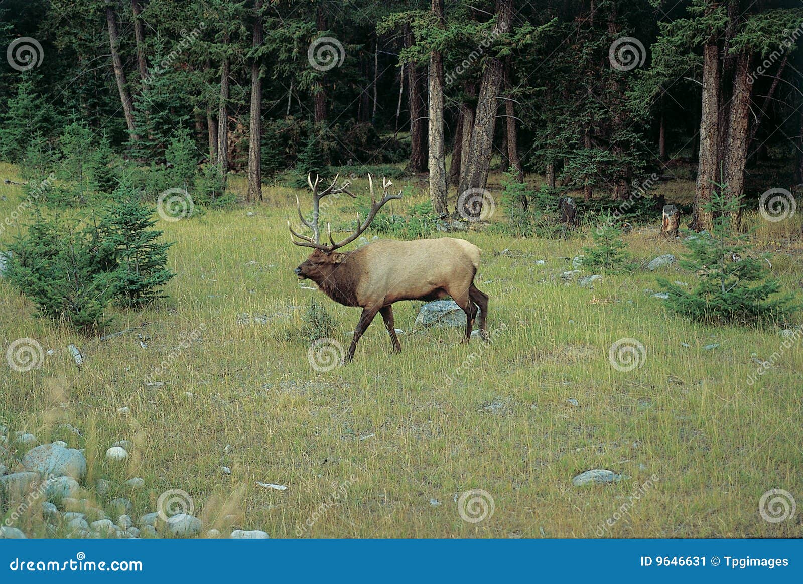 Close-up of reindeer stock image. Image of lawn, trees - 9646631