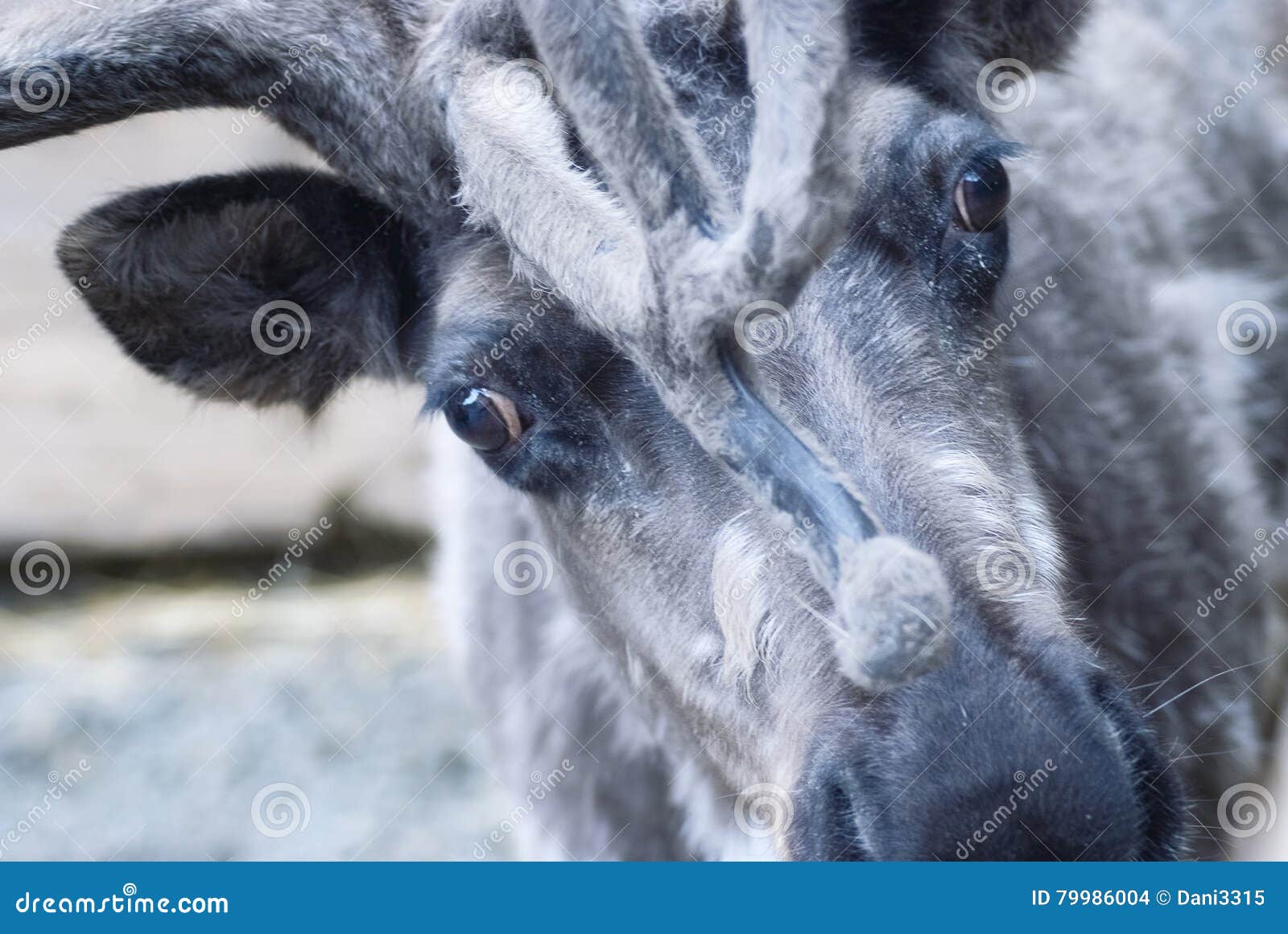 Close-up Of Reindeer Drinking Water In The Arctic Nature Royalty-Free ...