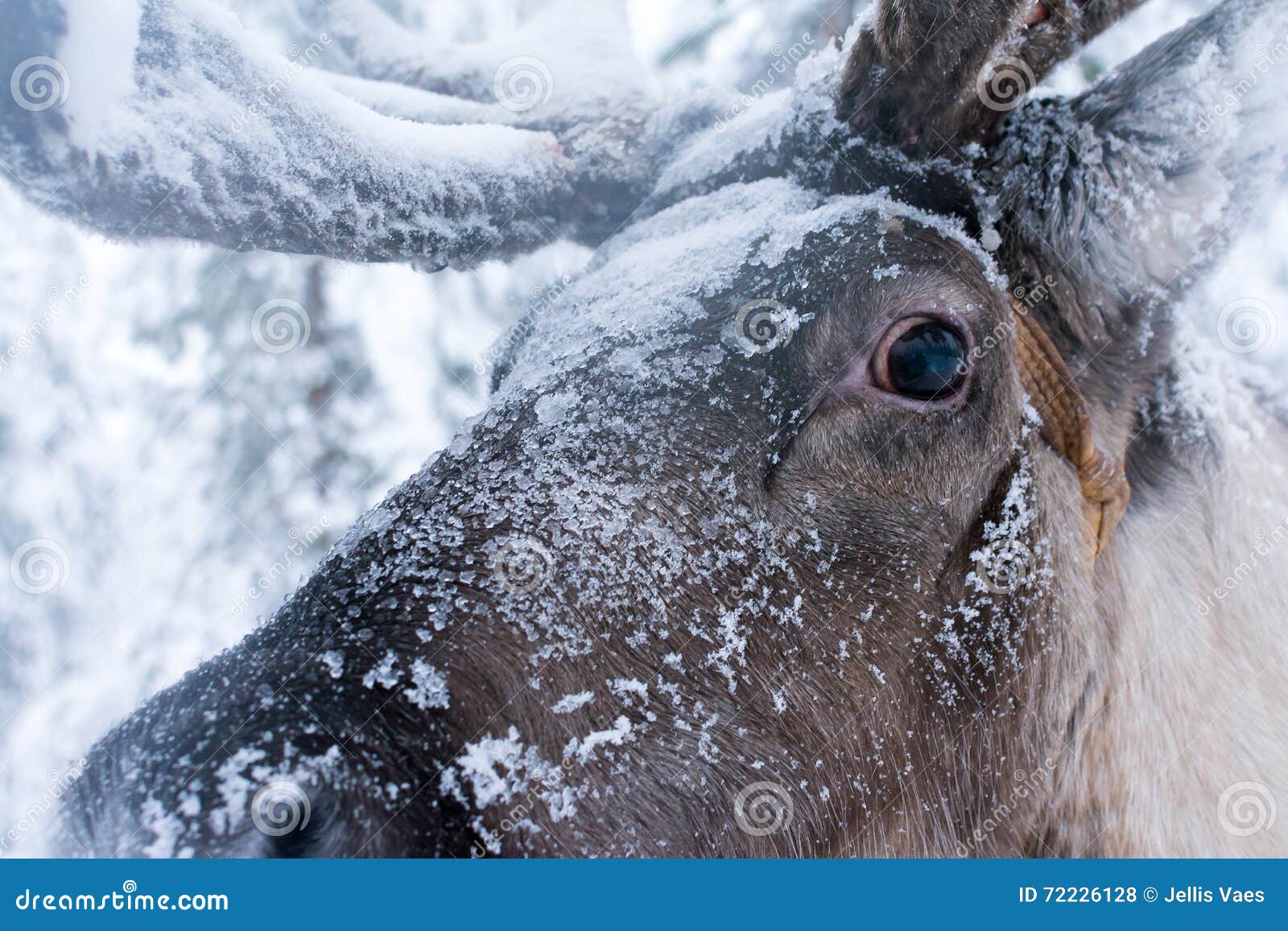 Close Up from Reindeer stock photo. Image of portrait - 72226128
