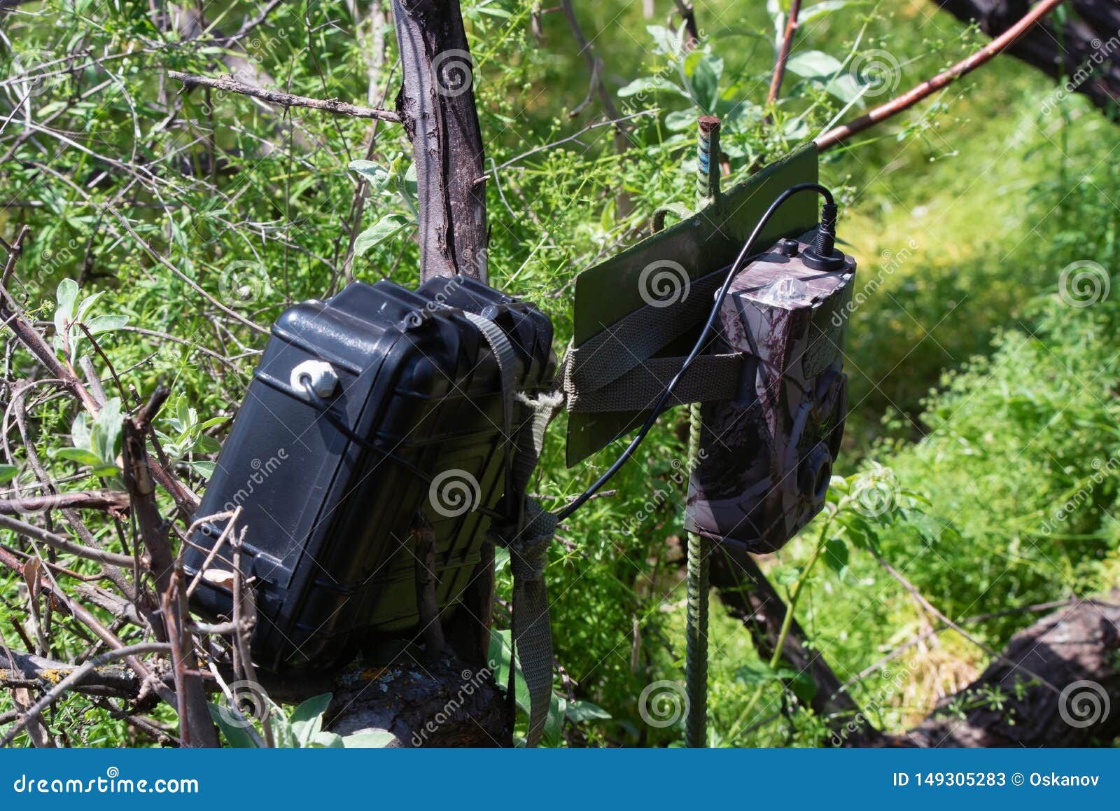Camera Trap on Tree for Pictures of Animals Stock Image - Image of ...