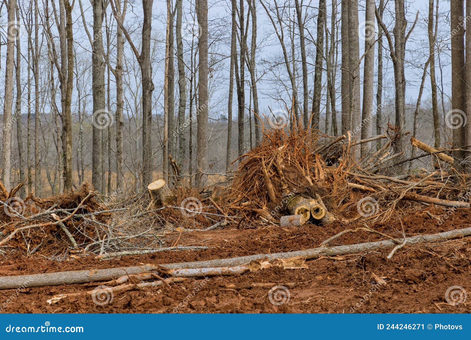 Close-up Remove Tree by Pulling Out Its Roots with Preparing Land for ...