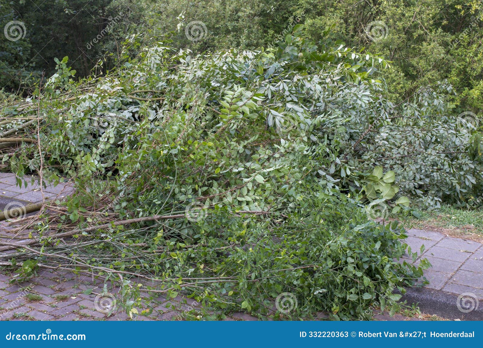 Close Up Residual Waste of Trees at Amsterdam the Netherlands 15-8-2024 ...