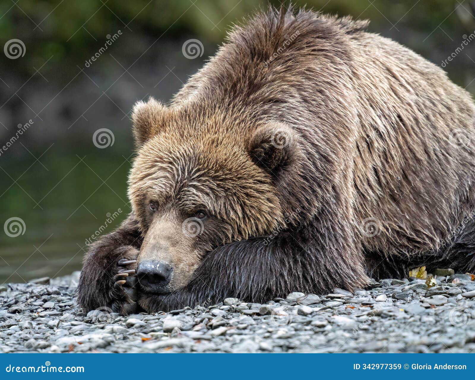 Close Up of a Resting Bear in the Rocks Stock Image - Image of wildlife ...
