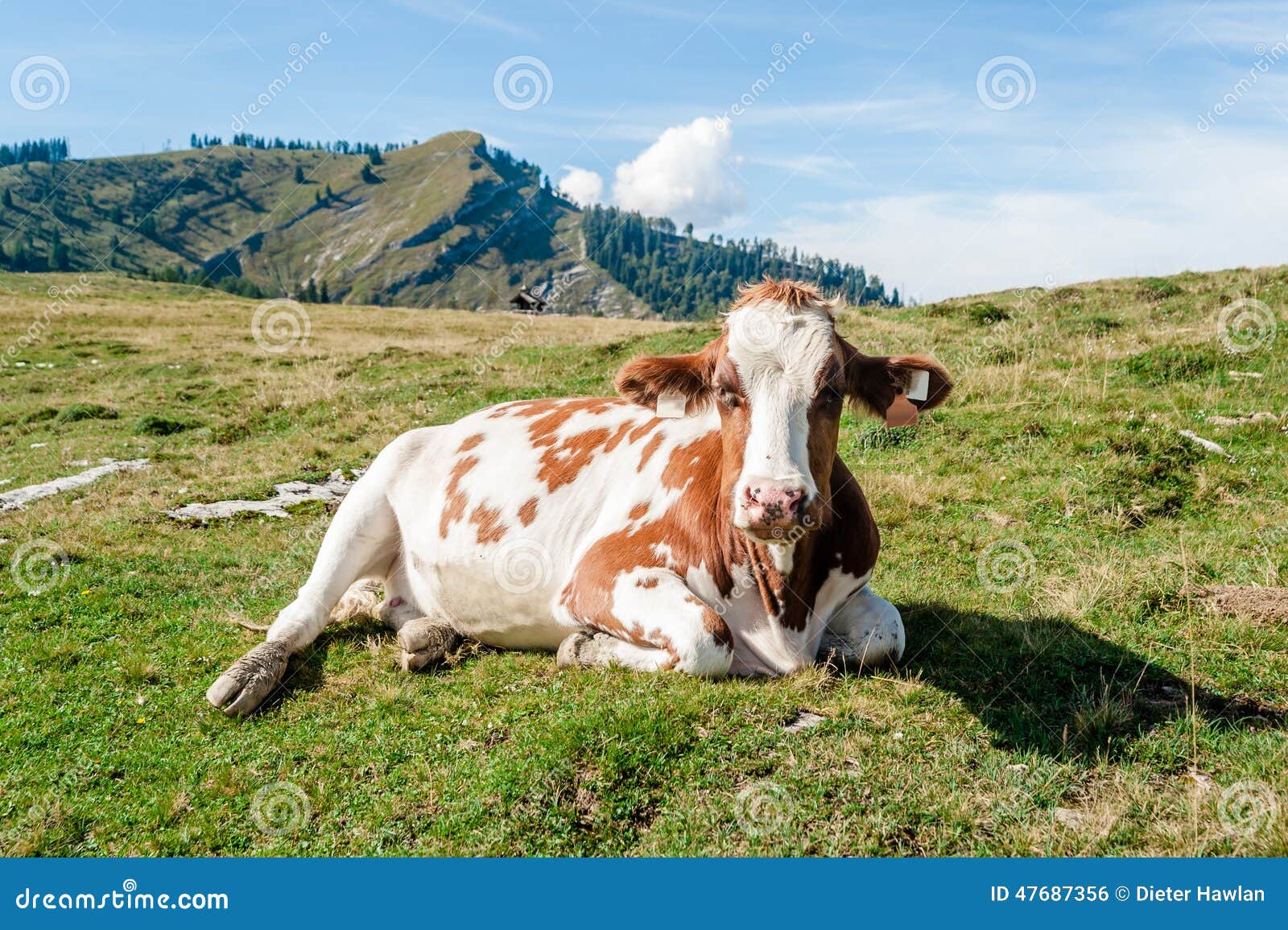 Close Up of a resting Cow stock photo. Image of europe - 47687356