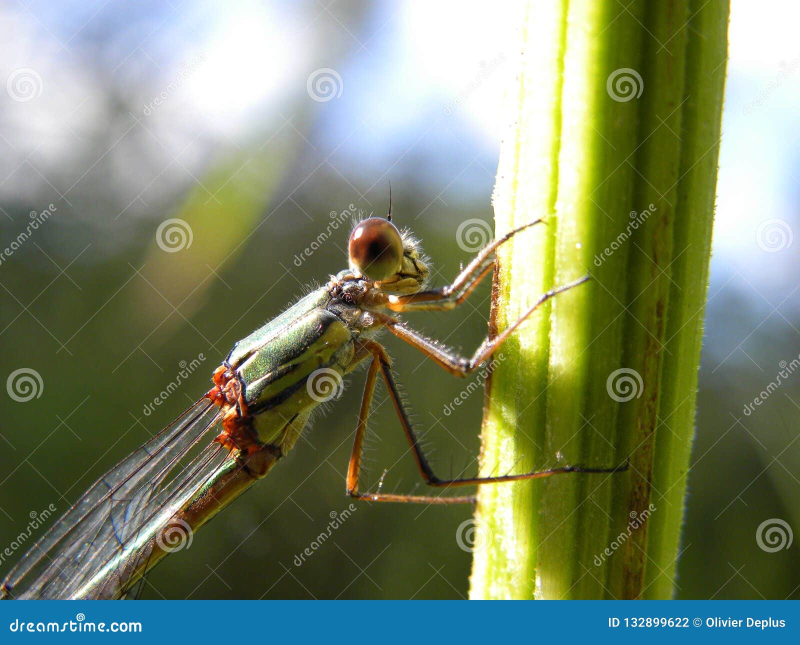 Close-up of a Resting Dragonfly Stock Photo - Image of zygoptera ...