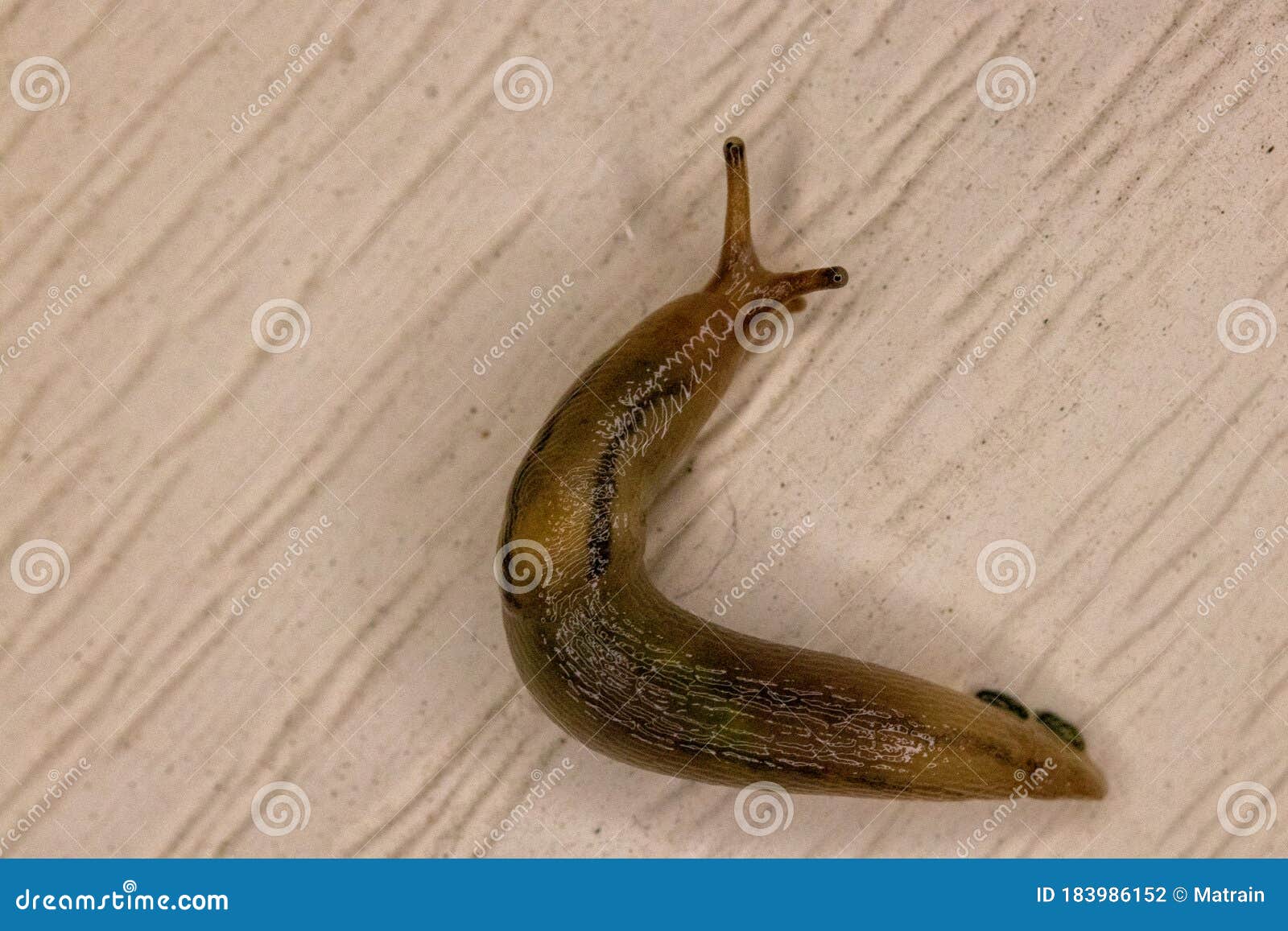 Reticulate Taildropper Snail Close Up Stock Photo - Image of snail ...