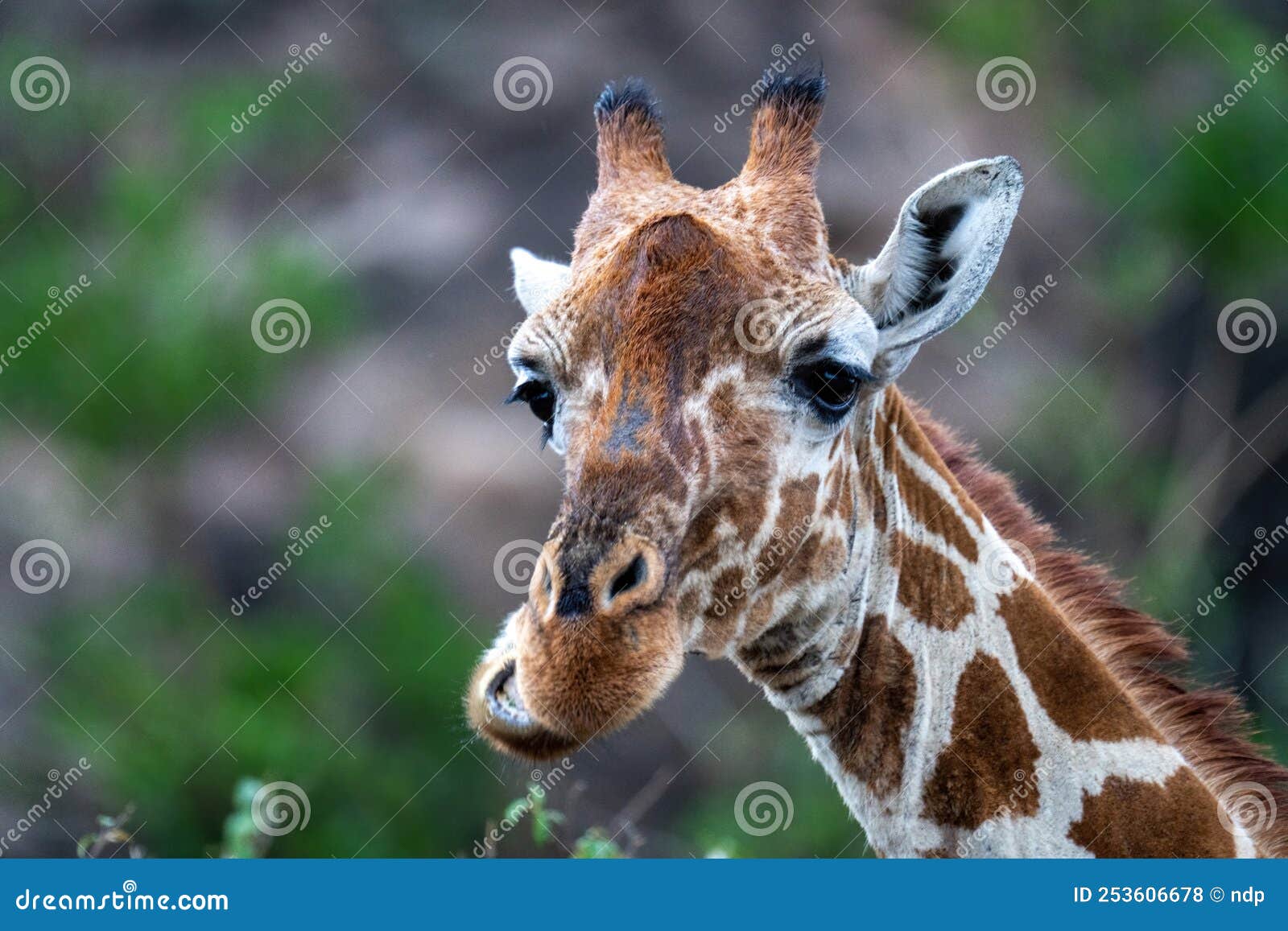 Close-up of Reticulated Giraffe Chewing in Bushes Stock Photo - Image ...