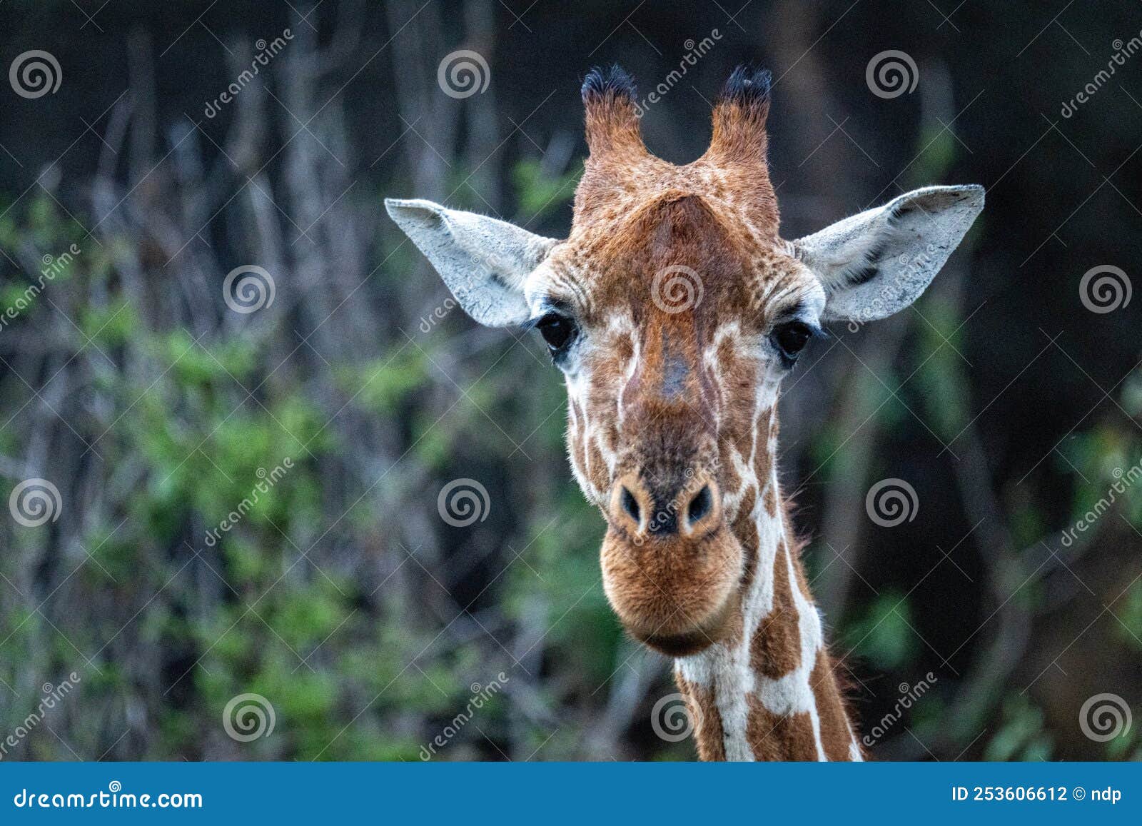 Close-up of Reticulated Giraffe Head Facing Camera Stock Photo - Image ...