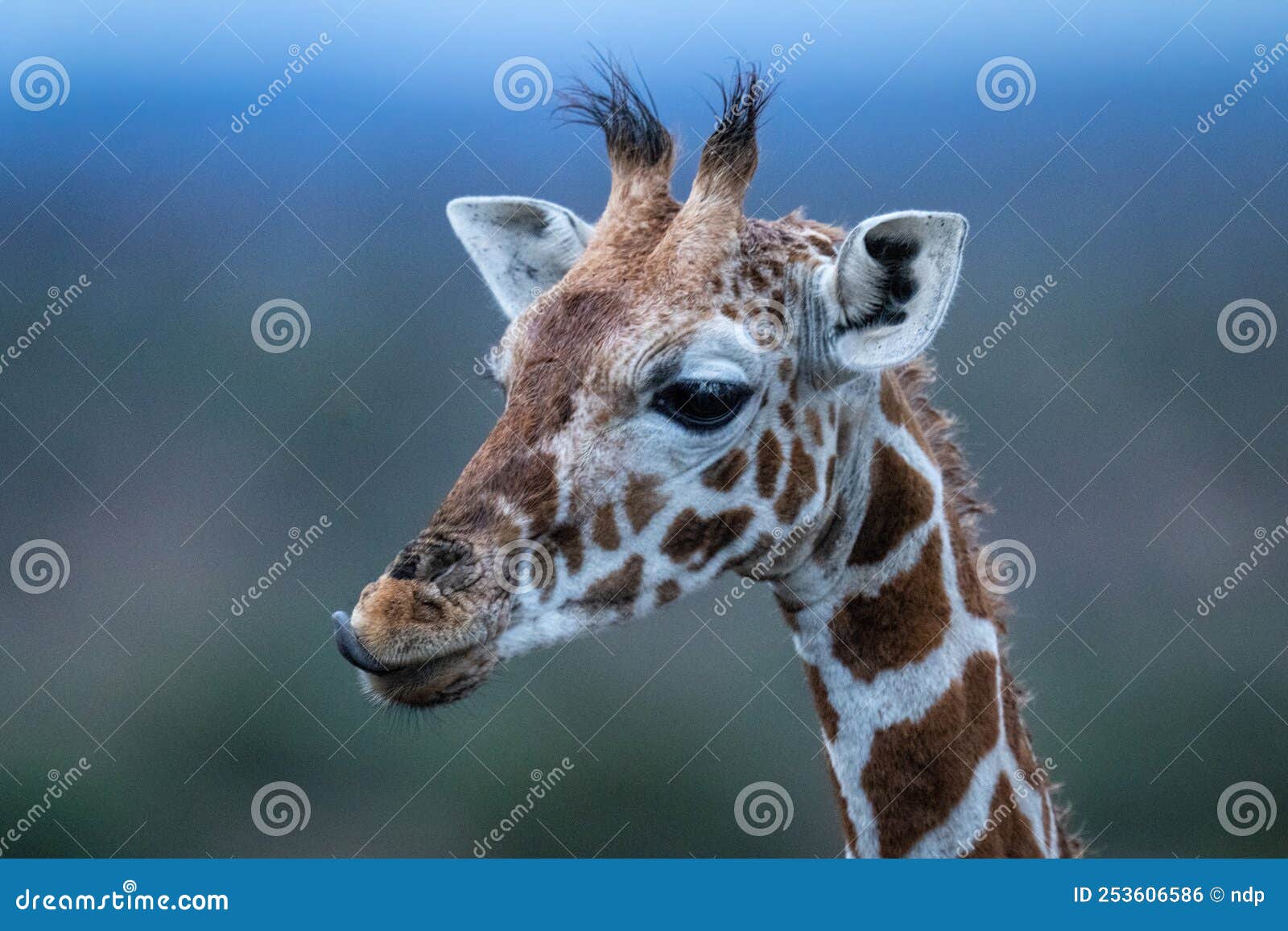 Close-up of Reticulated Giraffe Licking Its Lips Stock Photo - Image of ...