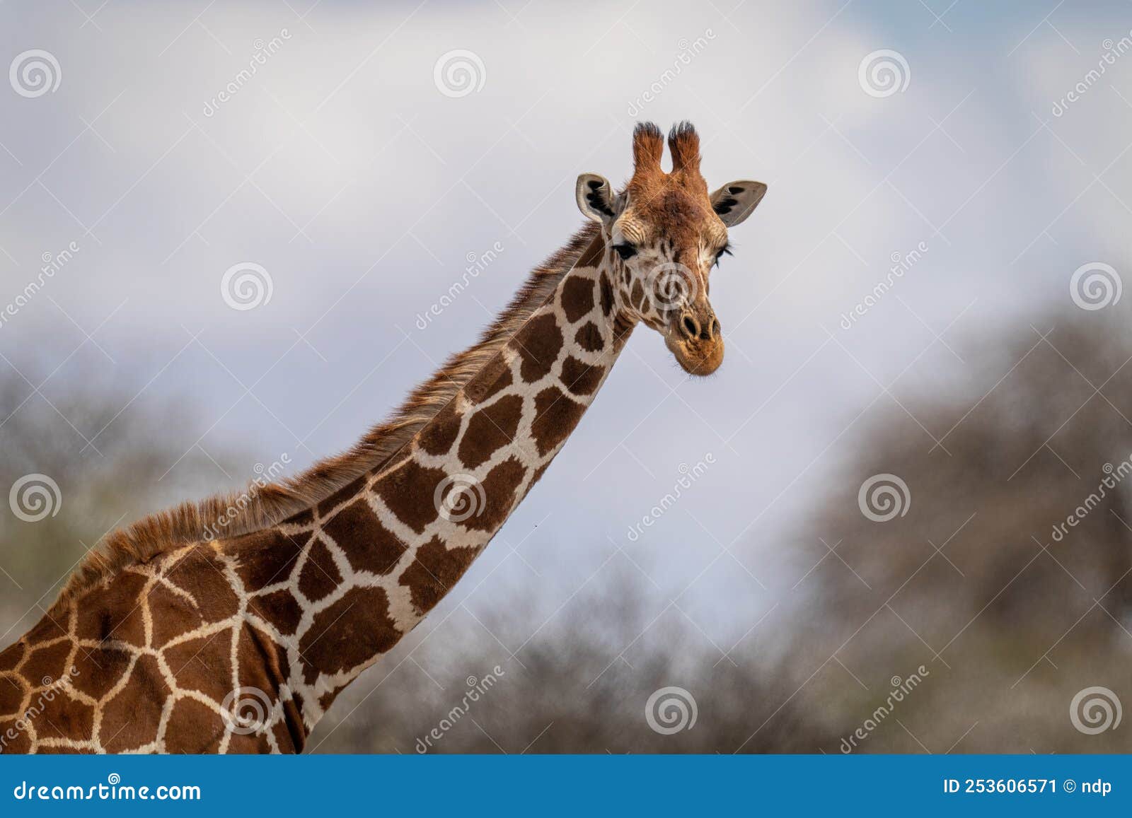 Close-up of Reticulated Giraffe Looking at Camera Stock Image - Image ...