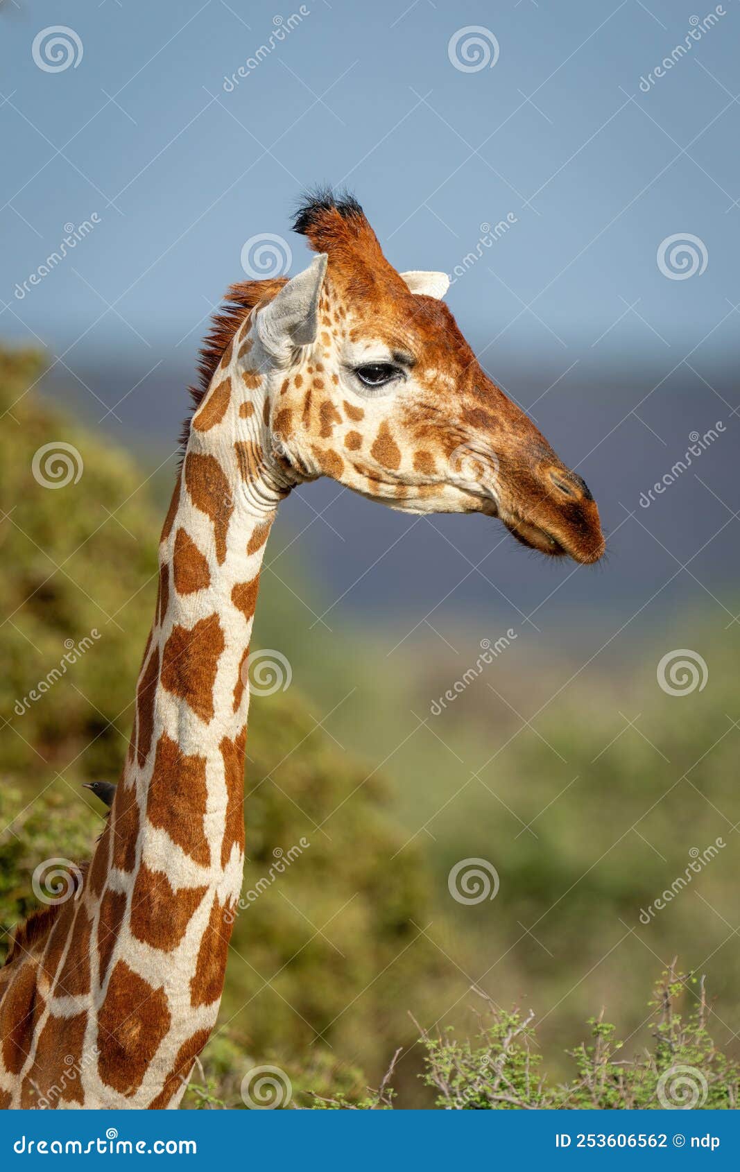 Close-up of Reticulated Giraffe Looking Toward Camera Stock Photo ...