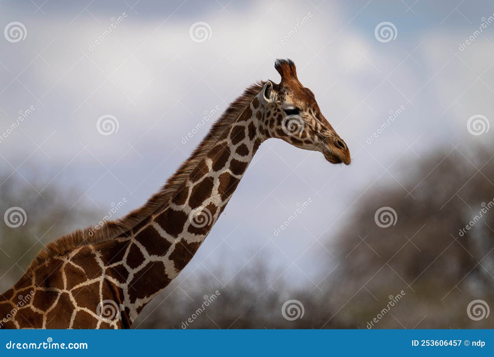 Close-up of Reticulated Giraffe with Trees Behind Stock Image - Image ...