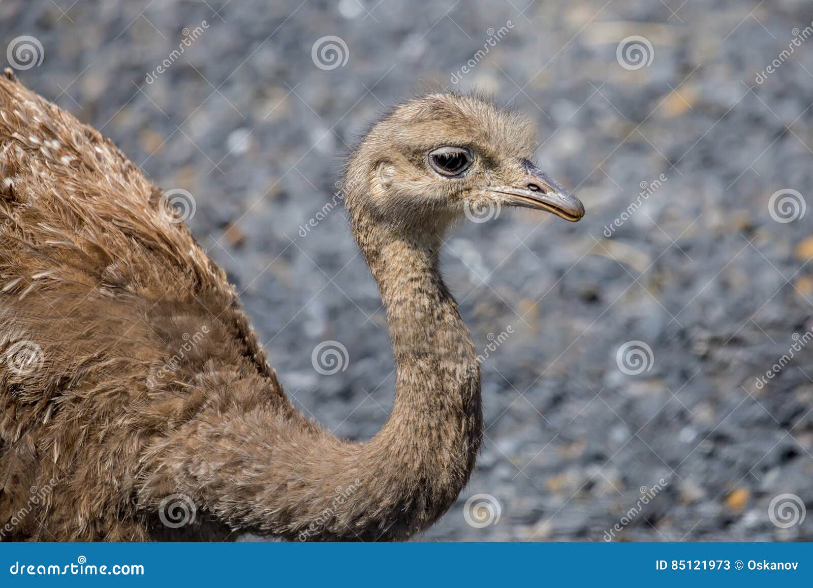 Close-up of Rhea stock image. Image of profile, standing - 85121973