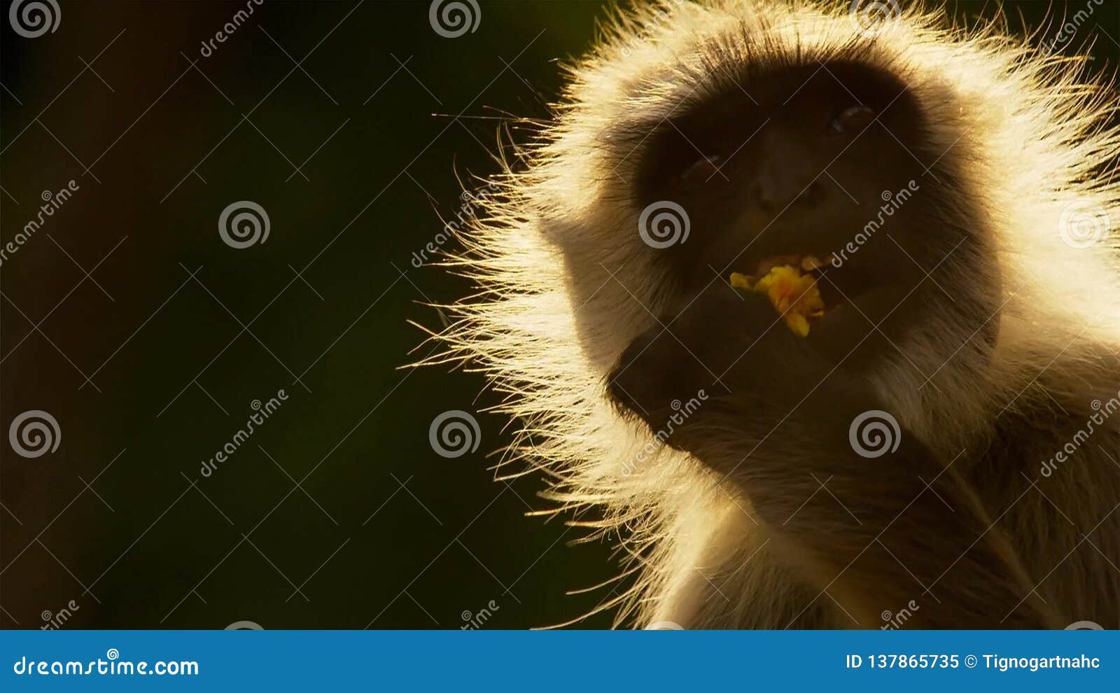 Close Up Rhesus Macaques`s Face, Jaipur in India Stock Image - Image of ...
