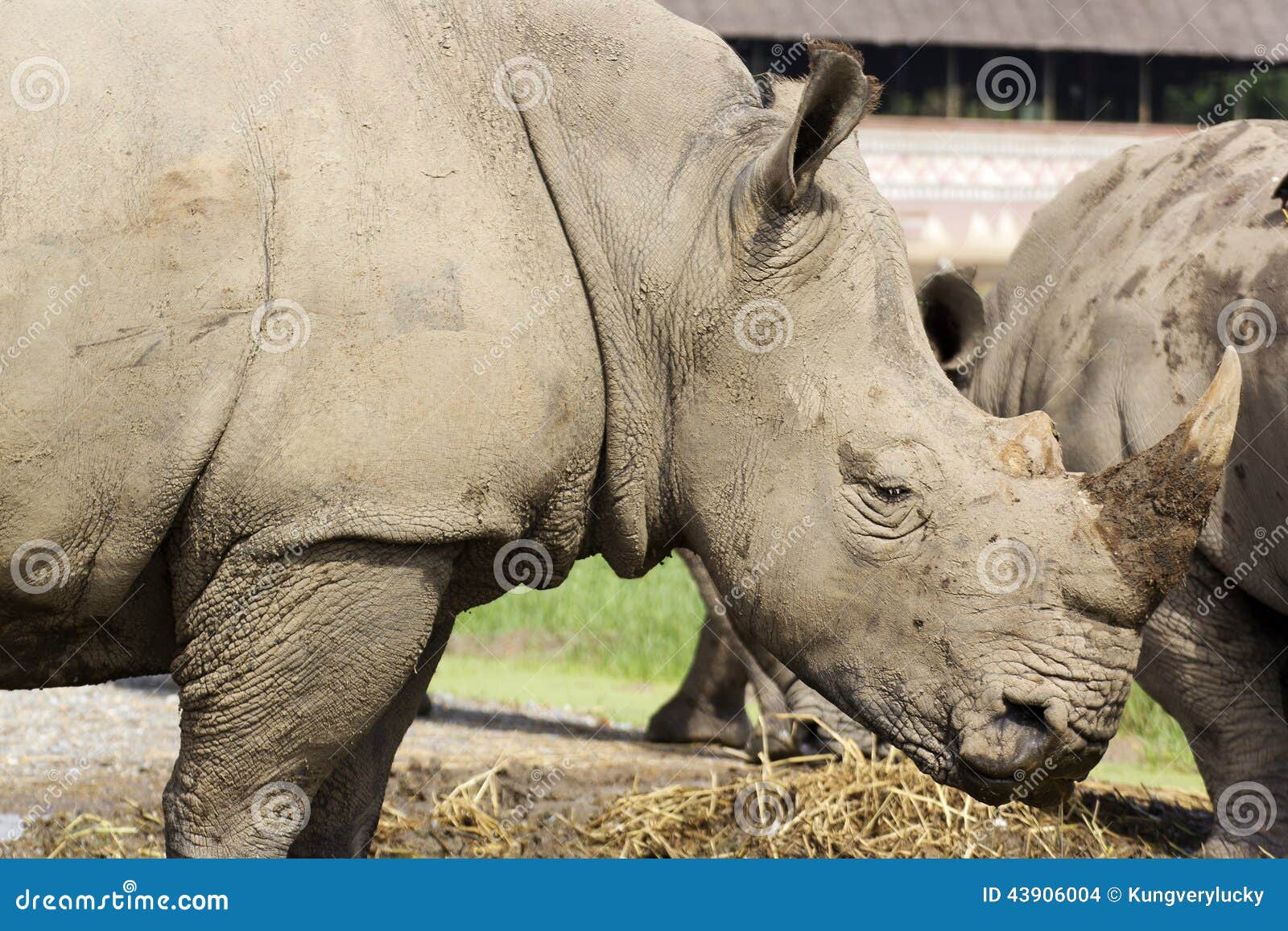 Close up rhino stock photo. Image of land, young, holidays - 43906004
