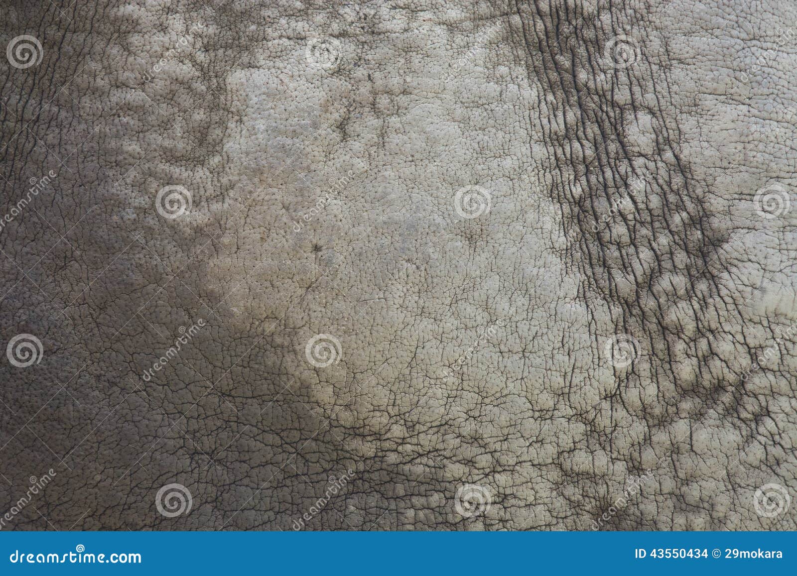 Rhino Texture Royalty-Free Stock Image | CartoonDealer.com #6196732