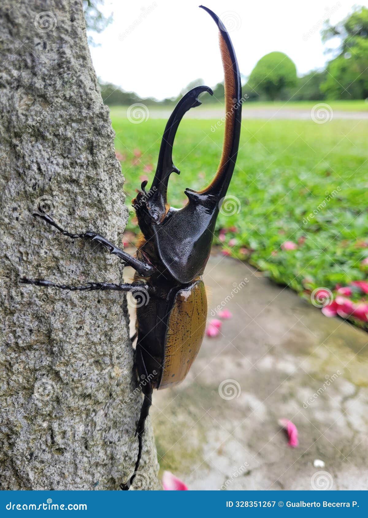 Rhinoceros Beetle, Rhino Beetle Larvae On Rotten Wood Stump Royalty ...