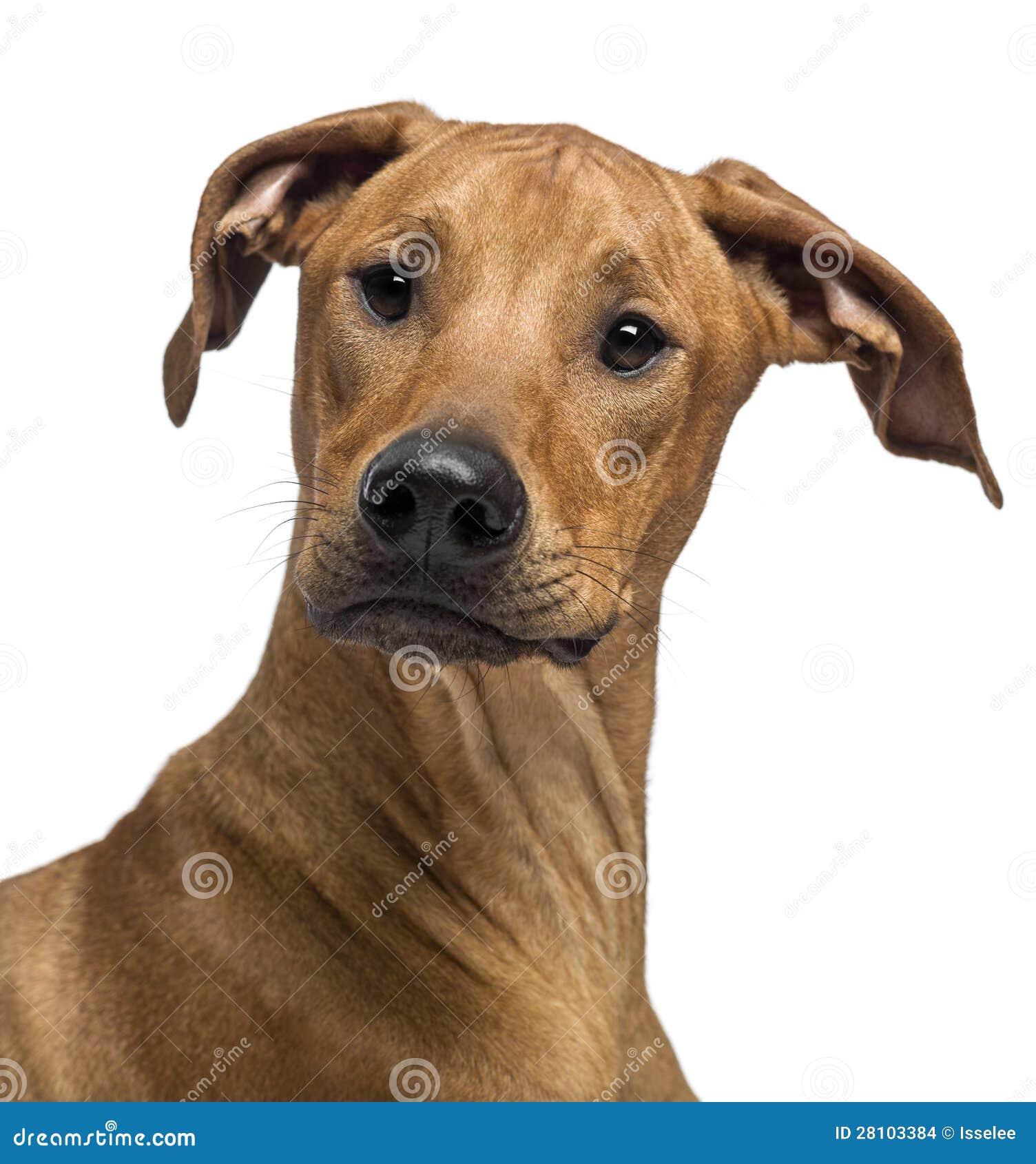 Close Up of a Rhodesian Ridgeback Stock Photo - Image of close ...