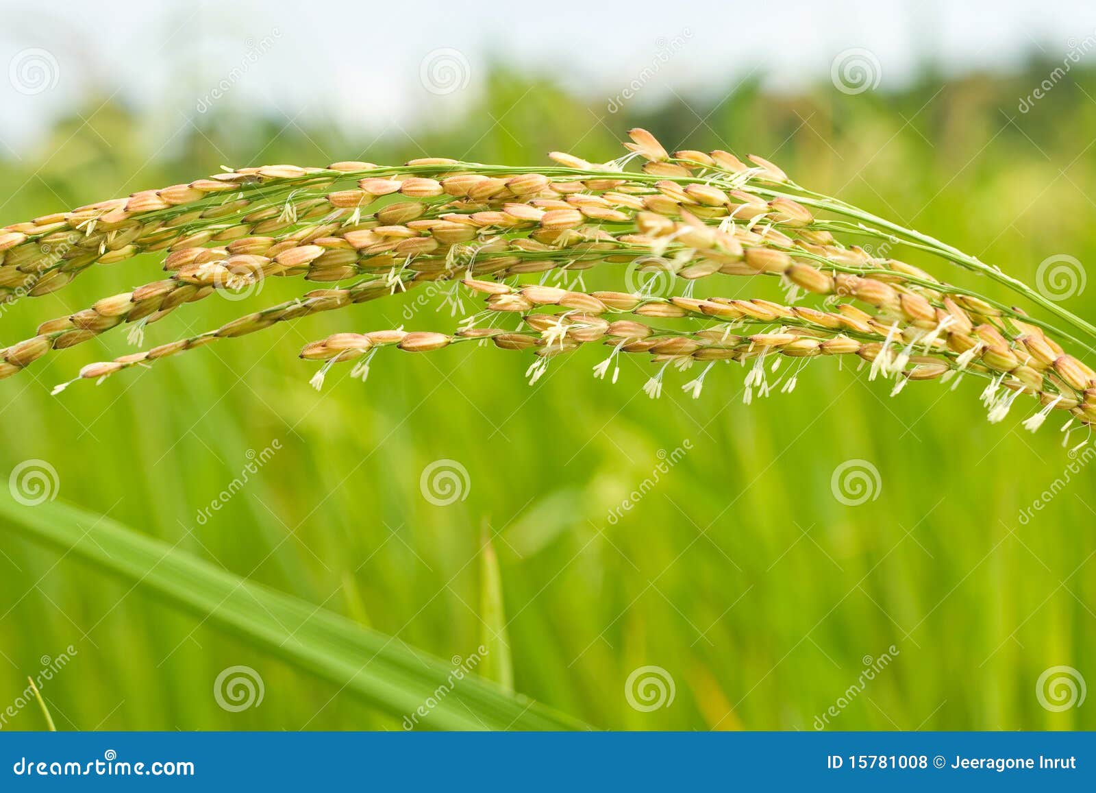 Close-up of Rice stock photo. Image of field, plant, harvest - 15781008