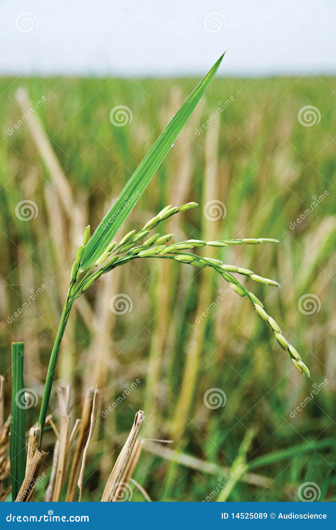 Close Up of Rice Crops stock image. Image of culture - 14525089
