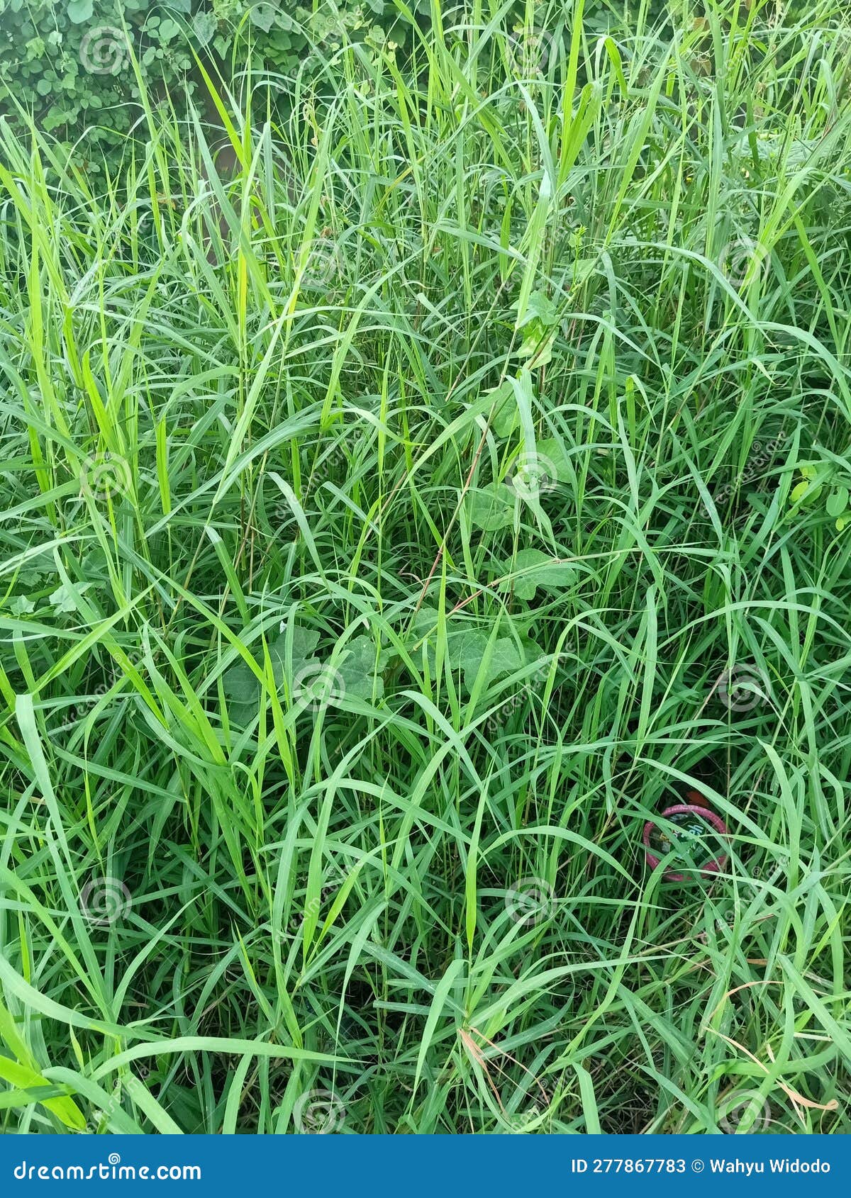 Close Up of Rice Cutgrass Plant Stock Image - Image of black, stamens ...