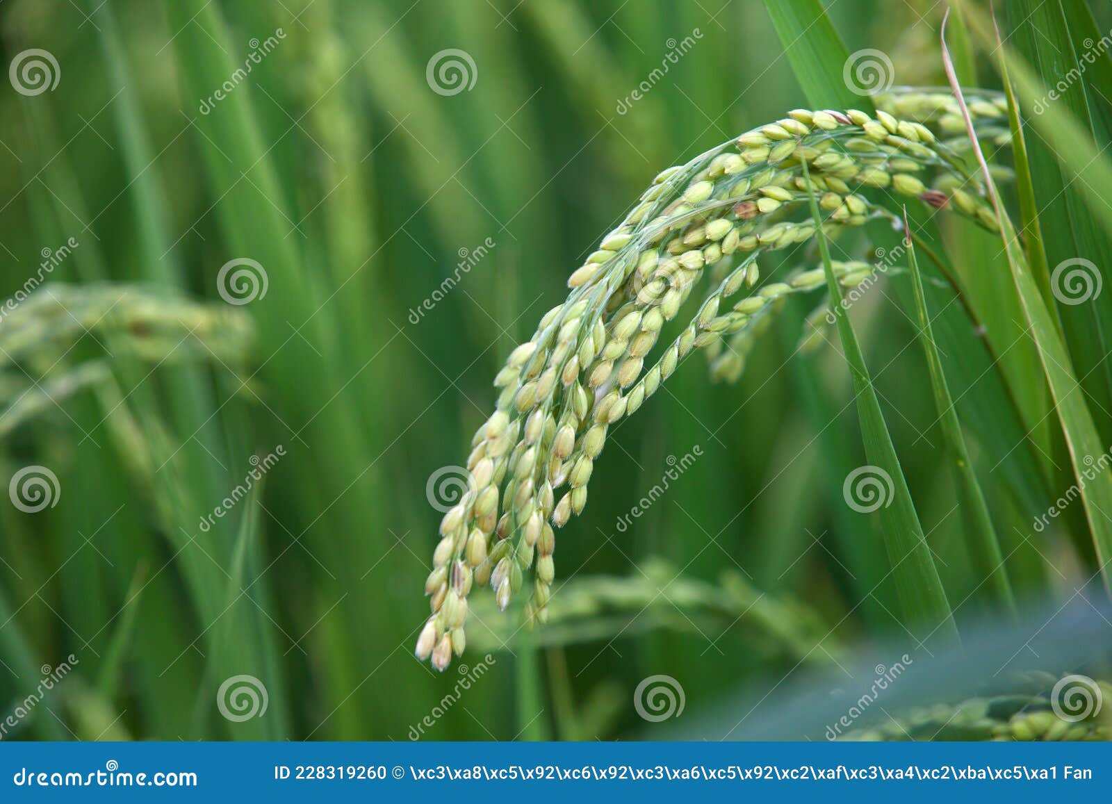 Close-up of Rice Ears Drawn from Rice Fields Stock Photo - Image of ...